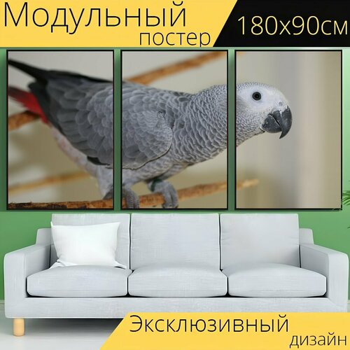 Модульный постер "Попугай, птица, африканский серый попугай" 180 x 90 см. для интерьера
