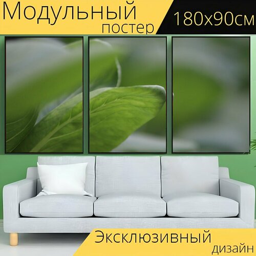 Модульный постер "Овощ, зеленый, свежий" 180 x 90 см. для интерьера
