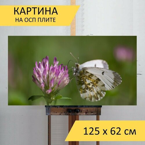 Картина на ОСП 125х62 см. "Бабочка, насекомое, бабочки" горизонтальная, для интерьера, с креплениями
