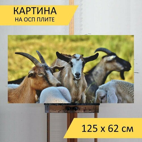 Картина на ОСП 125х62 см. "Козел, стадо коз, домашние козы" горизонтальная, для интерьера, с креплениями