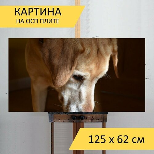 Картина на ОСП 125х62 см. "Собака, лабрадор, старости" горизонтальная, для интерьера, с креплениями