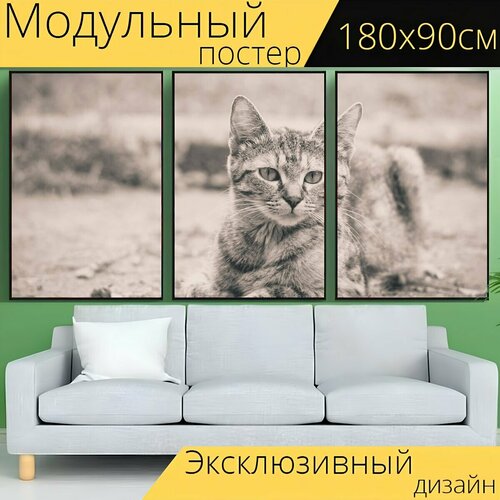 Модульный постер "Кот, животное, эмоция" 180 x 90 см. для интерьера
