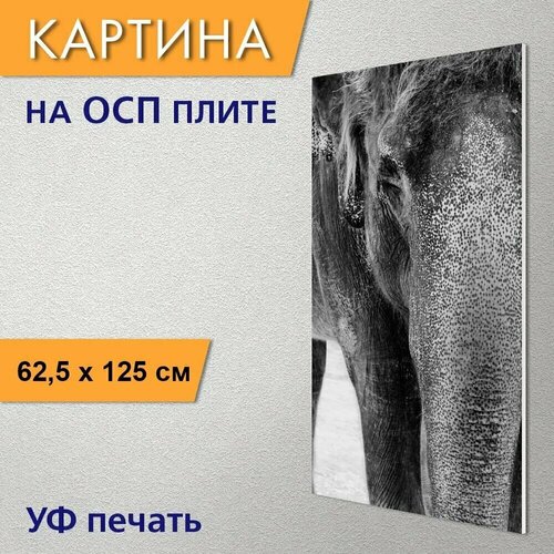 Вертикальная картина на ОСП "Слон, черное и белое, белый" 62x125 см. для интерьериа