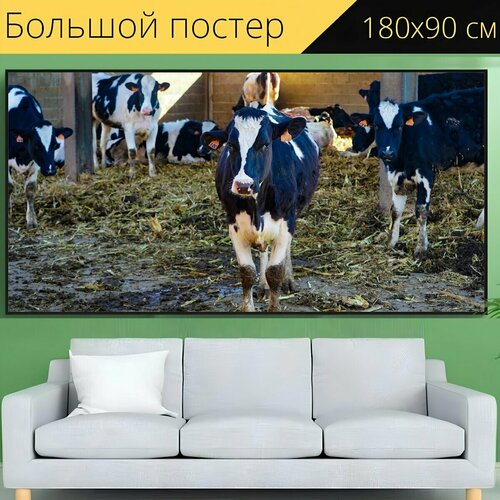 Большой постер "Коровы, фризская, пятнистый" 180 x 90 см. для интерьера