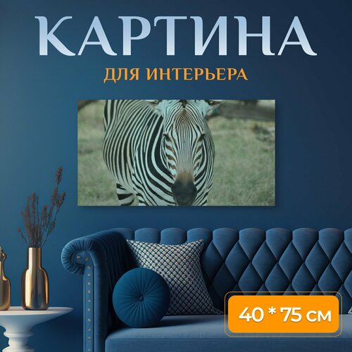 Картина на холсте "Зебра, животное, сафари" на подрамнике 75х40 см. для интерьера