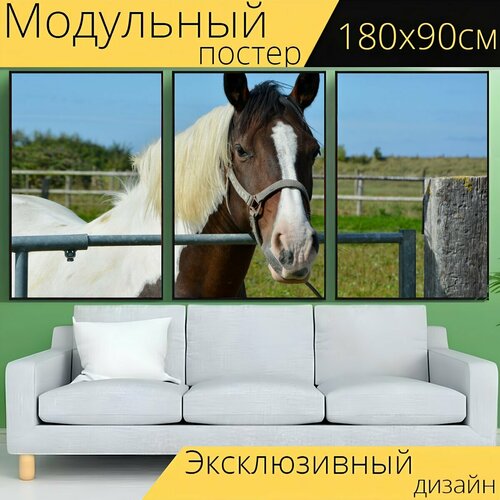 Модульный постер "Лошадь, конюшня для верховой езды, езда на лошади" 180 x 90 см. для интерьера