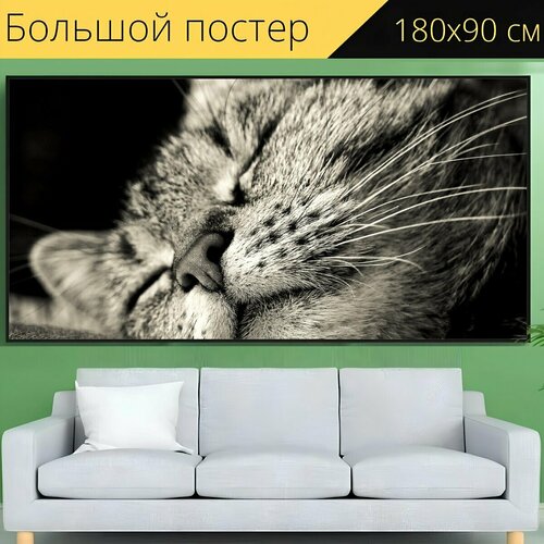 Большой постер "Кот, животное, домашнее животное" 180 x 90 см. для интерьера