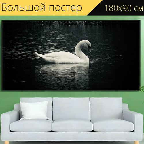 Большой постер "Черное и белое, лебедь, озеро" 180 x 90 см. для интерьера