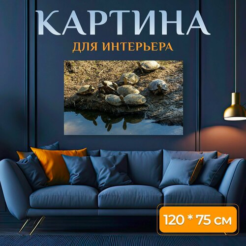 Картина на холсте "Черепахи грязи, водных черепах, греть черепашек" на подрамнике 120х75 см. для интерьера