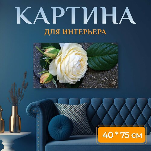 Картина на холсте "Роза, белый, цветок" на подрамнике 75х40 см. для интерьера