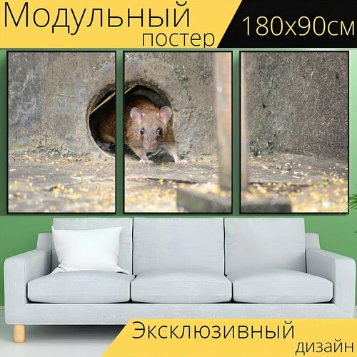 Модульный постер "Мышь, крыса, грызун" 180 x 90 см. для интерьера