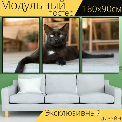 Модульный постер "Кошка, котенок, черный" 180 x 90 см. для интерьера