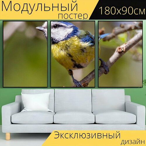 Модульный постер "Лазоревка, синица, маленькая птица" 180 x 90 см. для интерьера