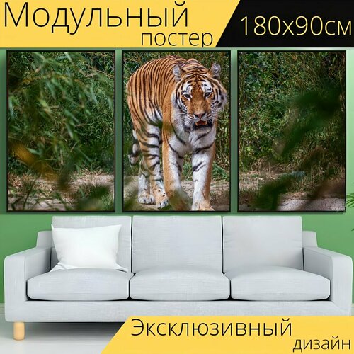 Модульный постер "Тигр, зоопарк, большой кот" 180 x 90 см. для интерьера