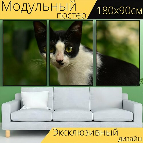 Модульный постер "Кошка, глаза, усы" 180 x 90 см. для интерьера