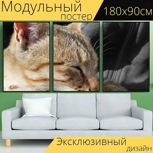 Модульный постер "Кошка, животное, котенок" 180 x 90 см. для интерьера