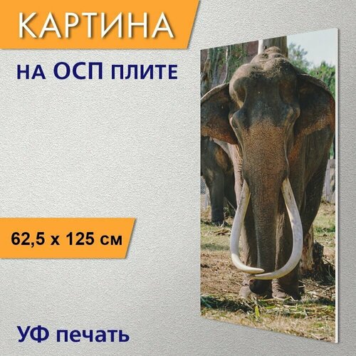 Вертикальная картина на ОСП "Тайский, слон, природа" 62x125 см. для интерьериа