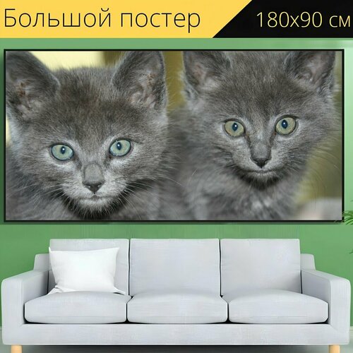 Большой постер "Кошки, котята, русская голубая" 180 x 90 см. для интерьера