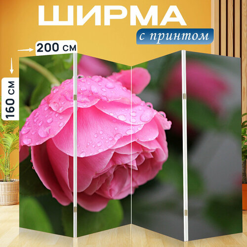Ширма перегородка с принтом "Цветок, природа, роза" на холсте - 200x160 см. для зонирования, раскладная