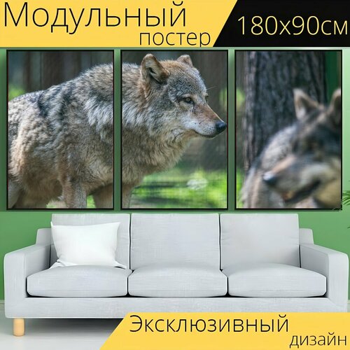 Модульный постер "Волк, животное, лес" 180 x 90 см. для интерьера