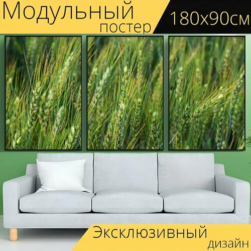 Модульный постер "Пшеница, поле, сельское хозяйство" 180 x 90 см. для интерьера