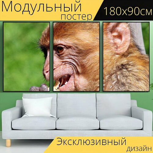 Модульный постер "Варварская макака, обезьяна, примат" 180 x 90 см. для интерьера