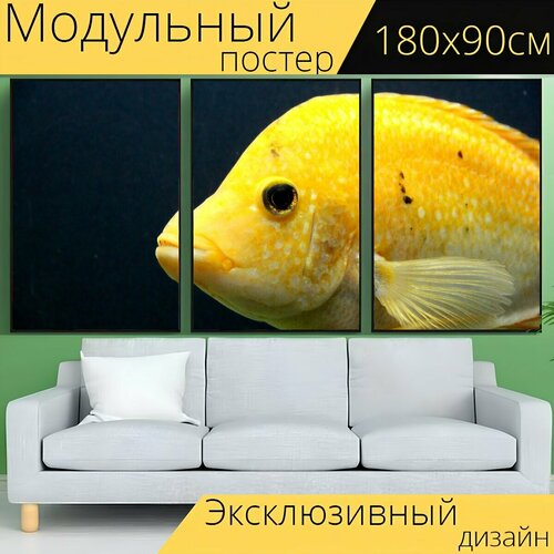 Модульный постер "Цихлазома, рыба, цихлида" 180 x 90 см. для интерьера