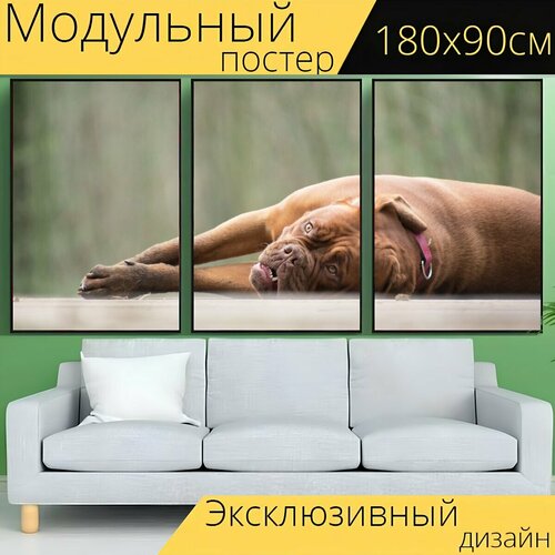 Модульный постер "Собака, животное, бордосский мастиф" 180 x 90 см. для интерьера