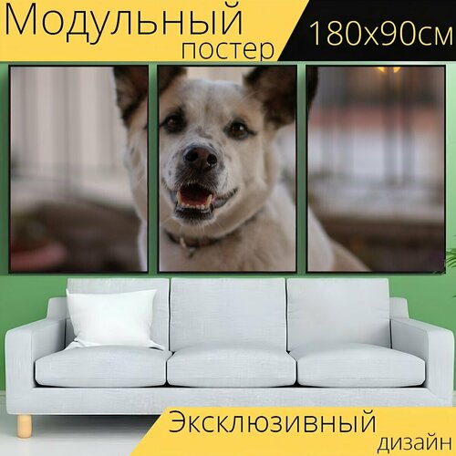 Модульный постер "Собака, нос, щенок" 180 x 90 см. для интерьера