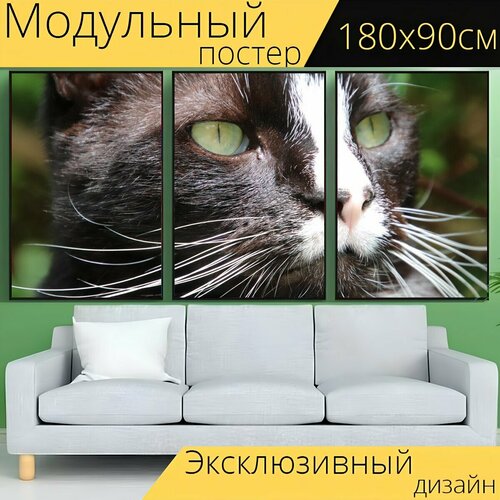 Модульный постер "Кошка, кошачьи, кошачьих" 180 x 90 см. для интерьера