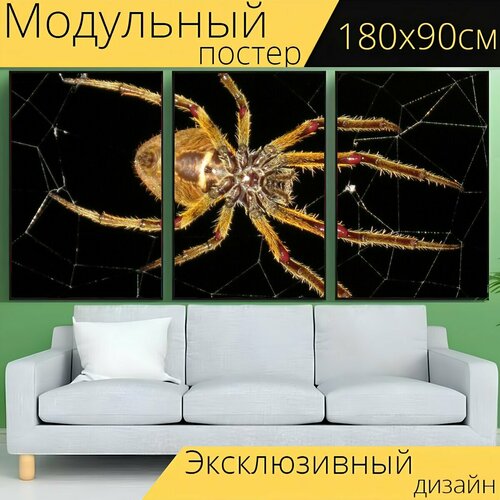Модульный постер "Насекомое, макрос, паук" 180 x 90 см. для интерьера