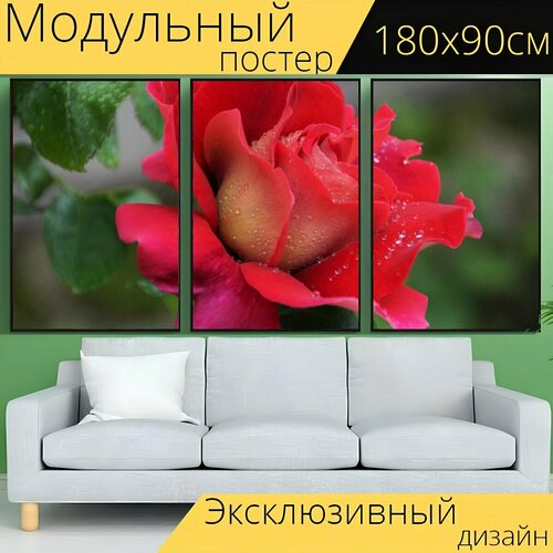 Модульный постер "Розы, цвести, цветущий" 180 x 90 см. для интерьера