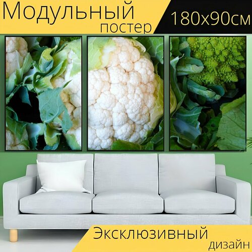 Модульный постер "Цветная капуста, овощи, здоровый" 180 x 90 см. для интерьера