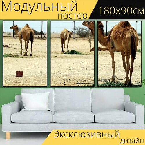 Модульный постер "Верблюд, пустыня, катар" 180 x 90 см. для интерьера