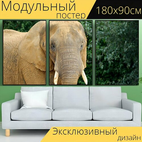 Модульный постер "Слон, хоботок, слоны" 180 x 90 см. для интерьера