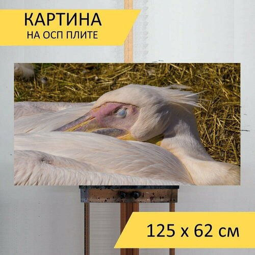 Картина на ОСП 125х62 см. "Пеликан, птица, природа" горизонтальная, для интерьера, с креплениями