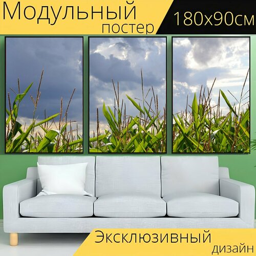 Модульный постер "Кукуруза, кукурузное поле, сельское хозяйство" 180 x 90 см. для интерьера
