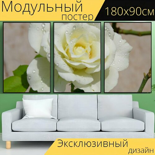 Модульный постер "Воды жемчуг, белая роза, роза" 180 x 90 см. для интерьера
