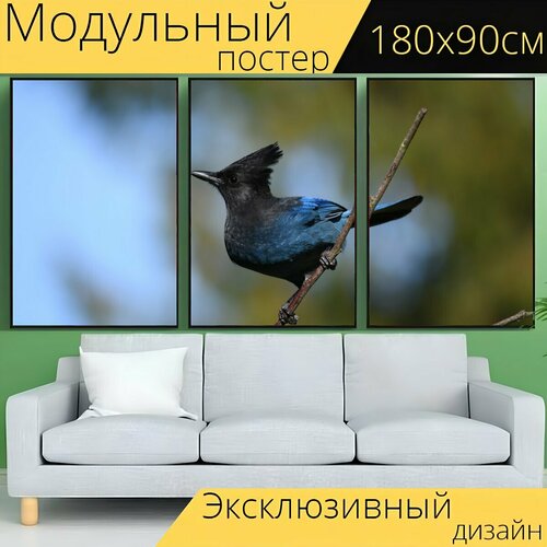 Модульный постер "Сойка стеллера, синяя птица, птица" 180 x 90 см. для интерьера