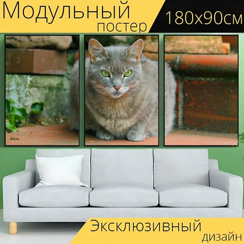 Модульный постер "Кот, домашнее животное, шерсть" 180 x 90 см. для интерьера
