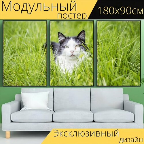 Модульный постер "Китти, кошка, животное" 180 x 90 см. для интерьера