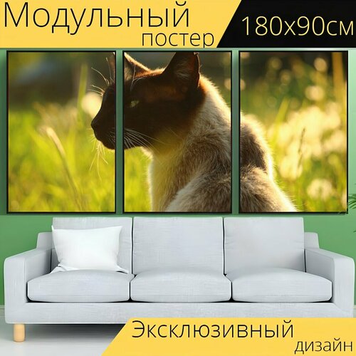 Модульный постер "Кот, сиам, сиамский" 180 x 90 см. для интерьера