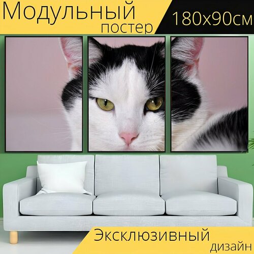 Модульный постер "Кошки, обычный кот, домашний питомец" 180 x 90 см. для интерьера