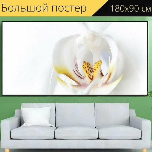 Большой постер "Фаленопсис, орхидея, белый" 180 x 90 см. для интерьера