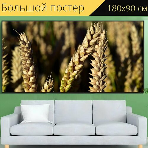 Большой постер "Пшеница, пшеничное поле, колосья пшеницы" 180 x 90 см. для интерьера