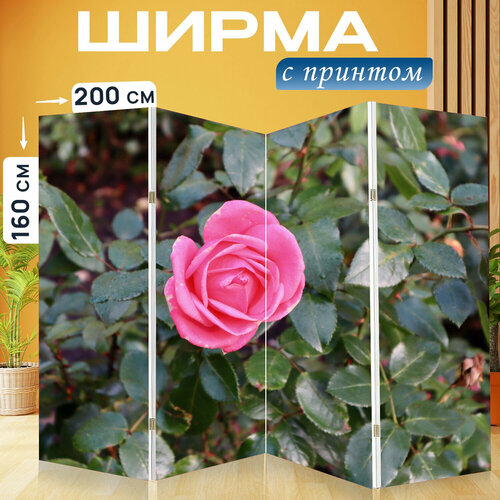 Ширма перегородка с принтом "Роуз, розовый, цветок" на холсте - 200x160 см. для зонирования, раскладная