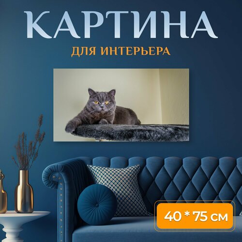Картина на холсте "Кот, котенок, кошка дома" на подрамнике 75х40 см. для интерьера