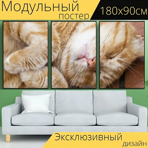 Модульный постер "Кошка, милый, нос" 180 x 90 см. для интерьера