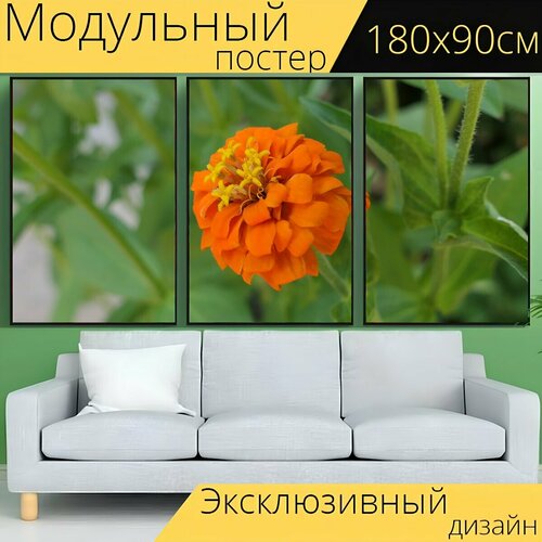 Модульный постер "Цинния, оранжевая цинния, цветок" 180 x 90 см. для интерьера