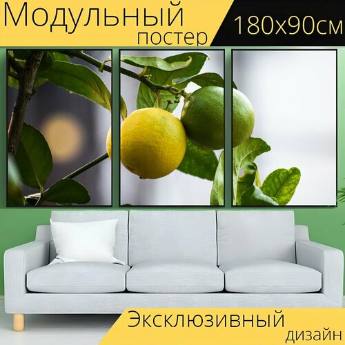 Модульный постер "Лимоны, цитрусовые фрукты, лайм" 180 x 90 см. для интерьера